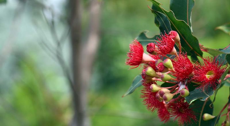 The Best Native Plants To Grow In Melbourne | Native Plant Nursery